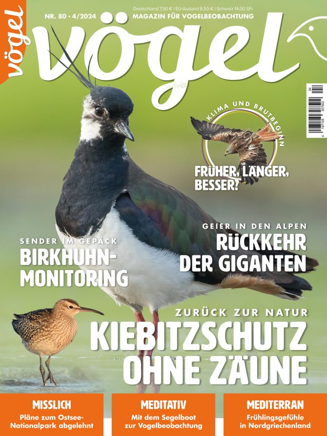 Vögel - Magazin für Vogelbeobachtung